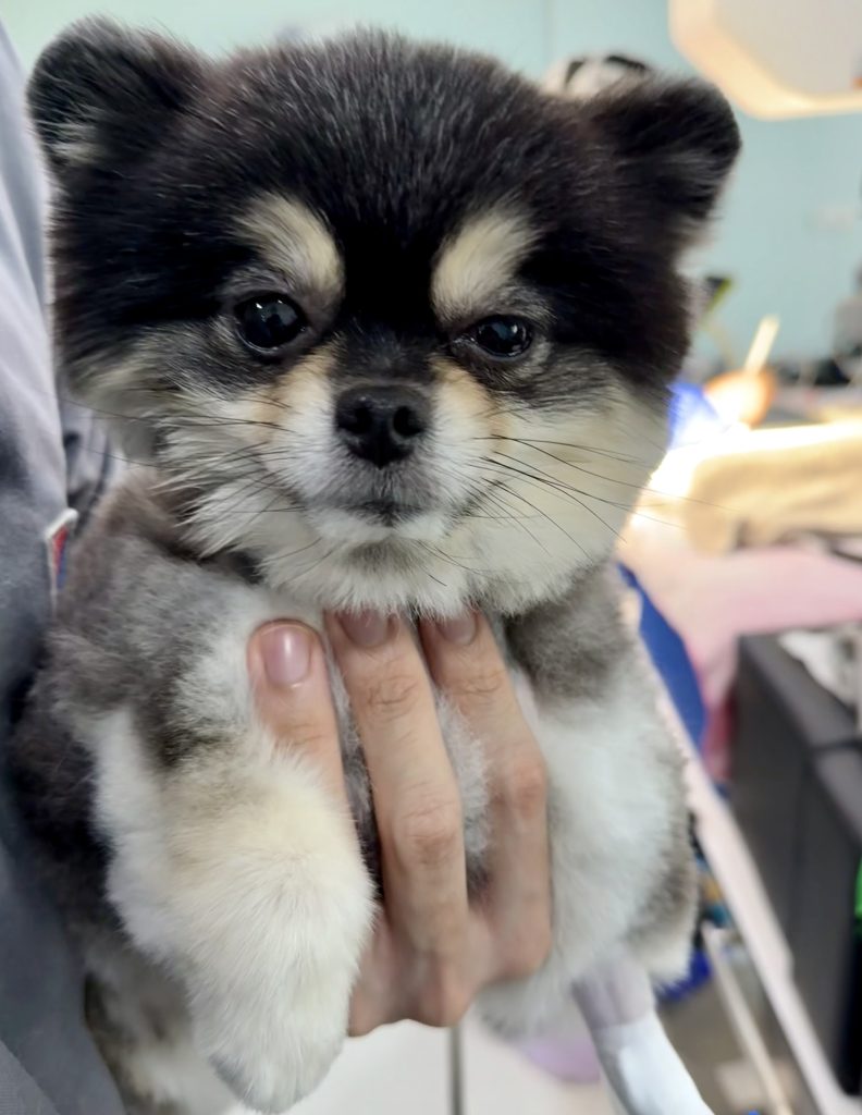 Successful PDA Occlusion with Amplatzer Vascular Plug IV in a Small Dog ...